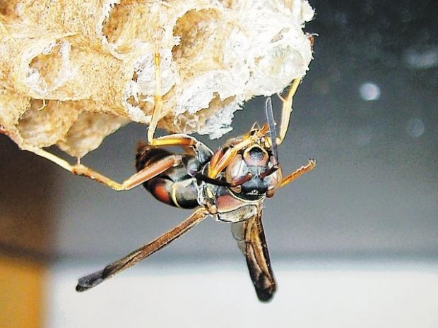 Facial coding in wasp brains