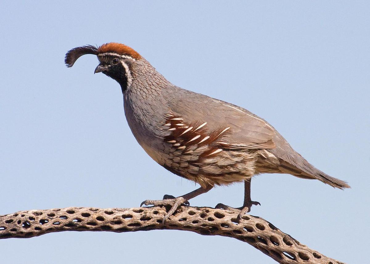 Tucson Bird Count: Citizen scientists at work | Local news | tucson.com