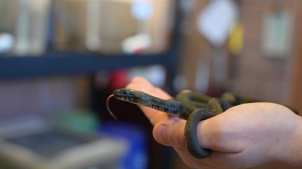 Threatened narrow-headed garter snake gets help from the Phoenix Zoo