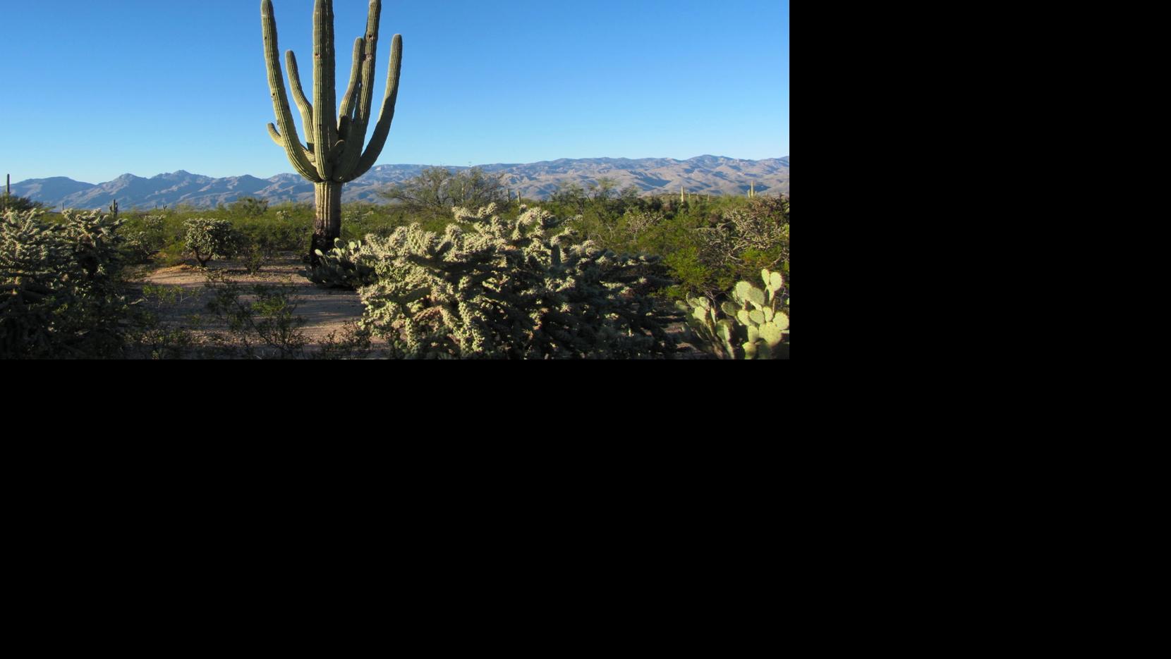 Cactus Forest Trail