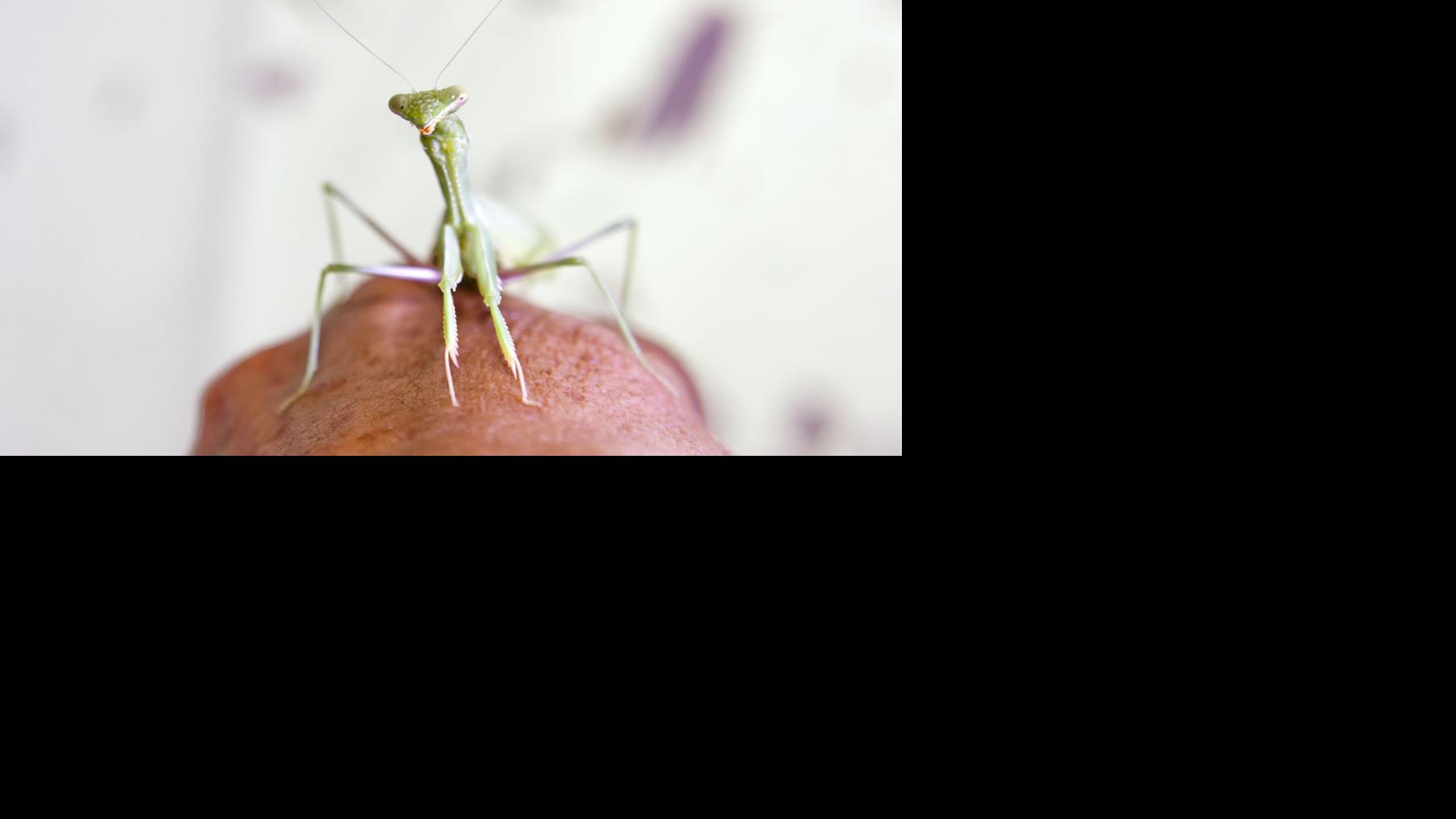 Annual Arizona Insect Festival to feature bugs to dye for