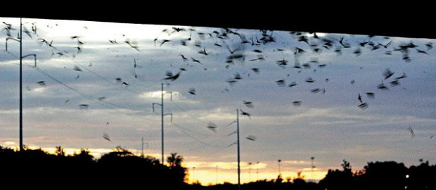 Sunset bat launch from bat bridges an urban bat spectacle