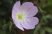 7 ground cover plants for your desert garden