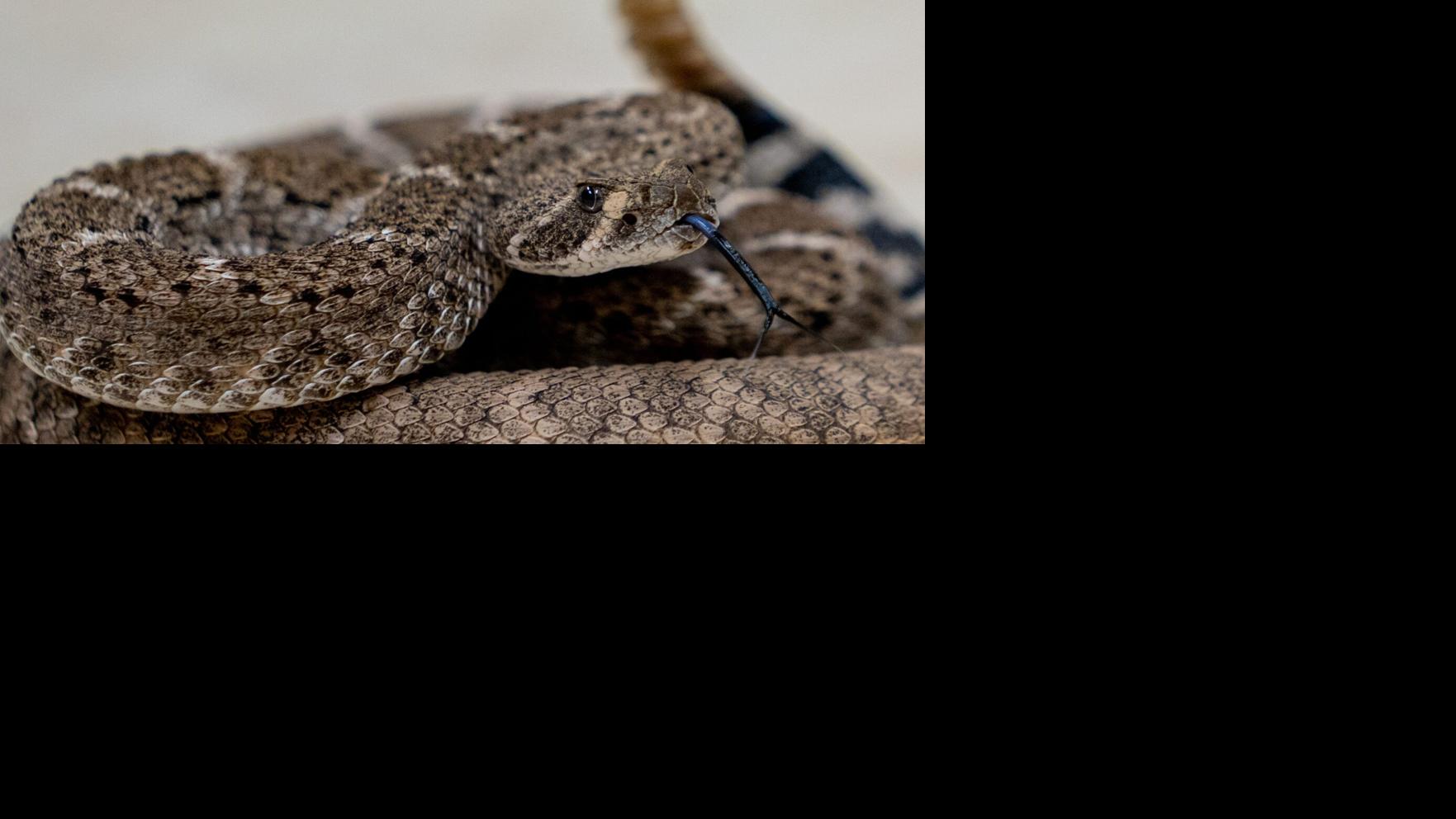 Arizona's monsoon season is when rattlers, toads get busy
