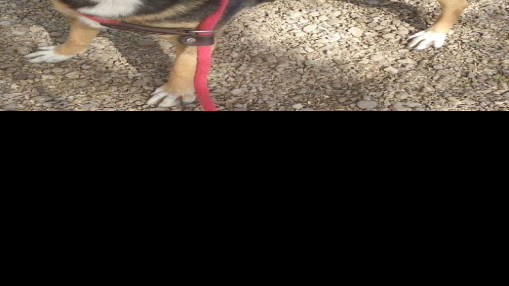 Spring Fling, dog shelter rummage sale coming to northwest side