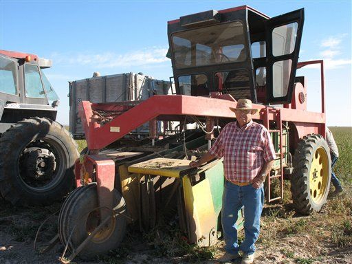 Mechanized chili harvesting could ensure future of state's signature crop