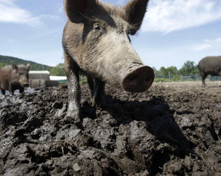 Invasive feral hogs threaten Arizona agriculture, wildlife | Subscriber ...