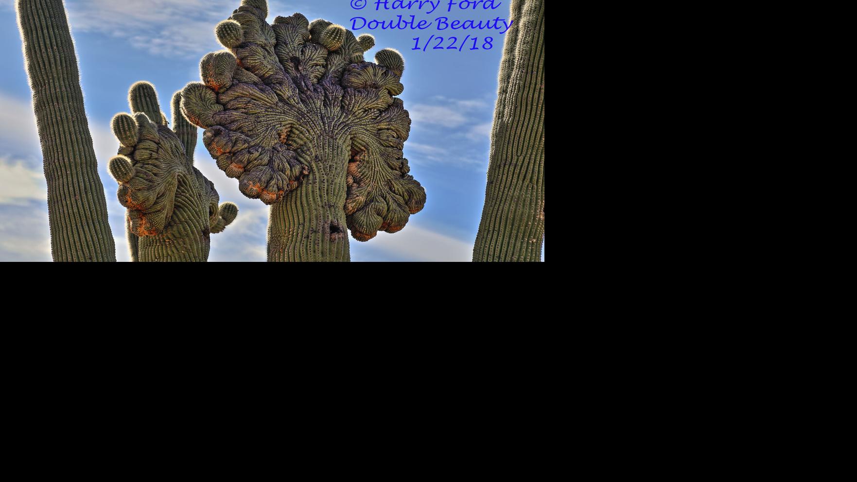 Crested Saguaro Quest with Harry Ford | Clubs | tucson.com