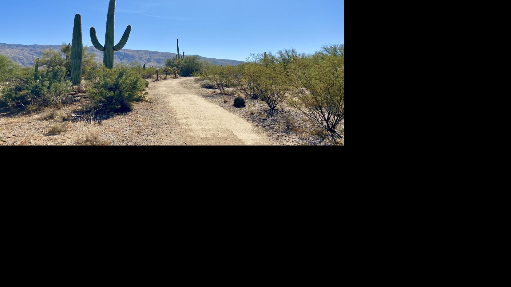 Try this easy saguaro-filled hike in Tucson, all the way at the end of ...