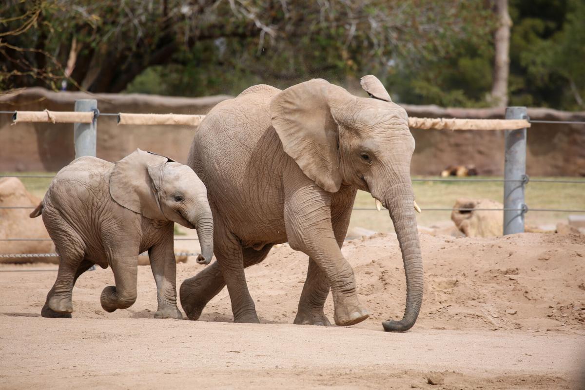Tucson’s baby elephant active amid tummy troubles