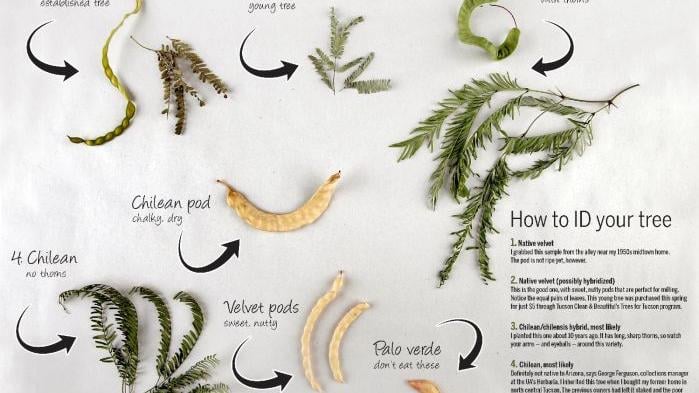 Mmm … mmm … mesquite: Tips on how to identify best trees and pods