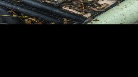 'Worms' seen after heavy rains may become elegant crane flies ...