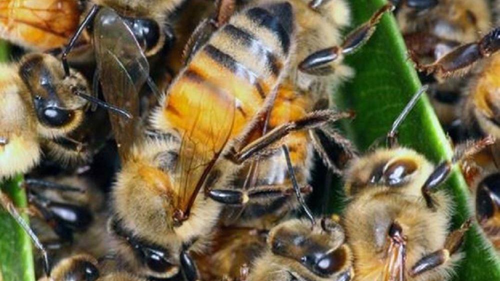 The Buzz Returns for Spring: Beware of Bees and Wasps | Home-and-garden ...