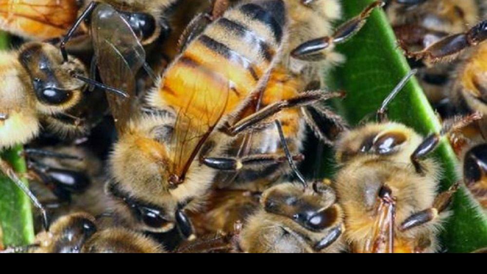 The Buzz Returns for Spring: Beware of Bees and Wasps | Home-and-garden ...