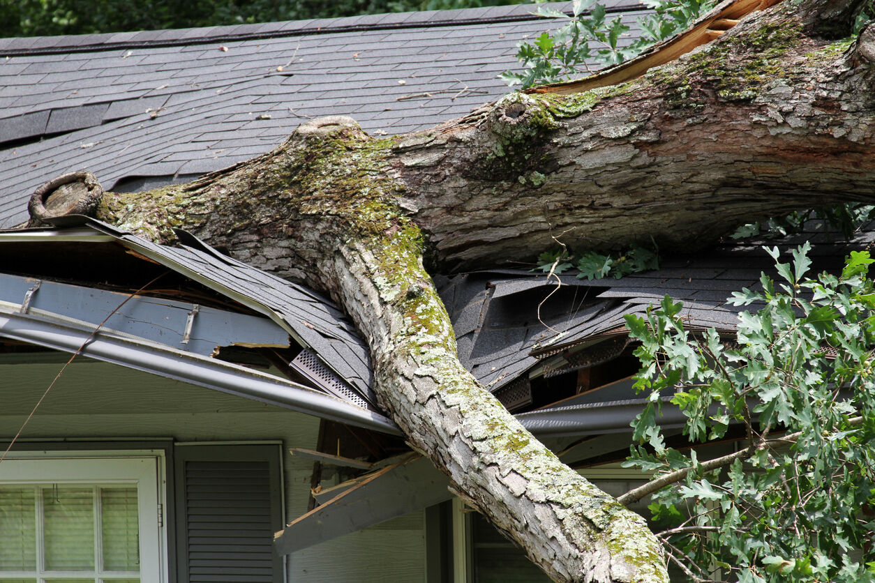 Rosie on the House: Protecting homes from natural disasters