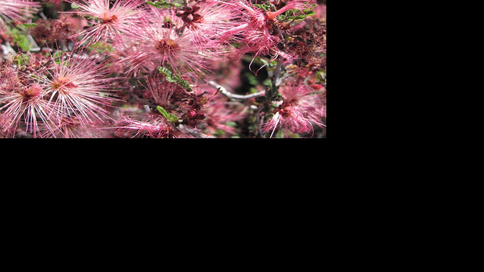Wondrous spring bloom continues in lower Catalina Mountains