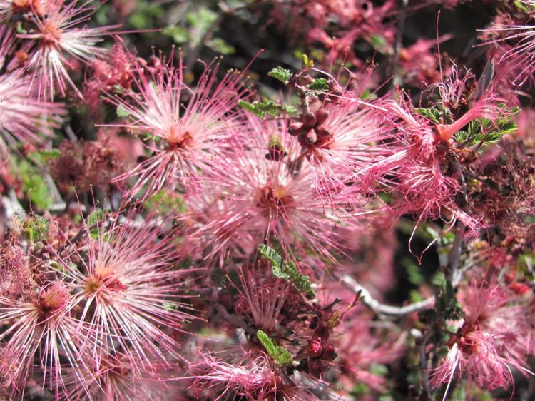 Growing native plants in Tucson
