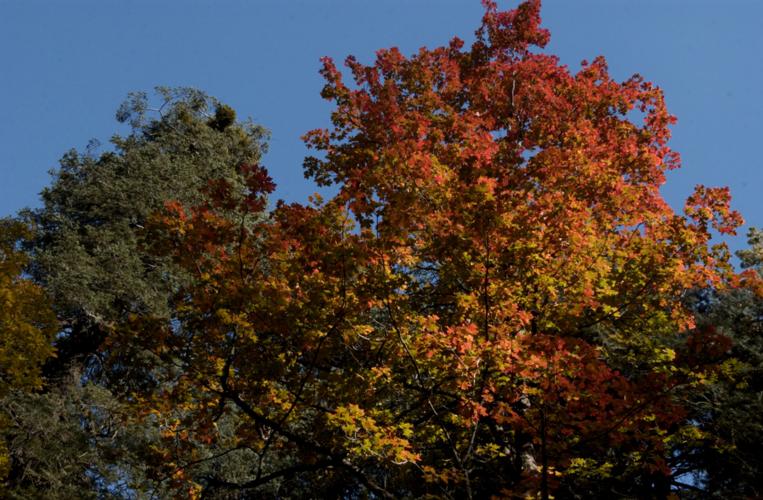 Autumn in Tucson: A different hue | Celebrate the season | tucson.com