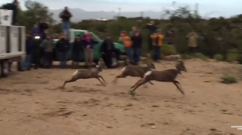 Three more bighorn sheep die in Catalina Mountains