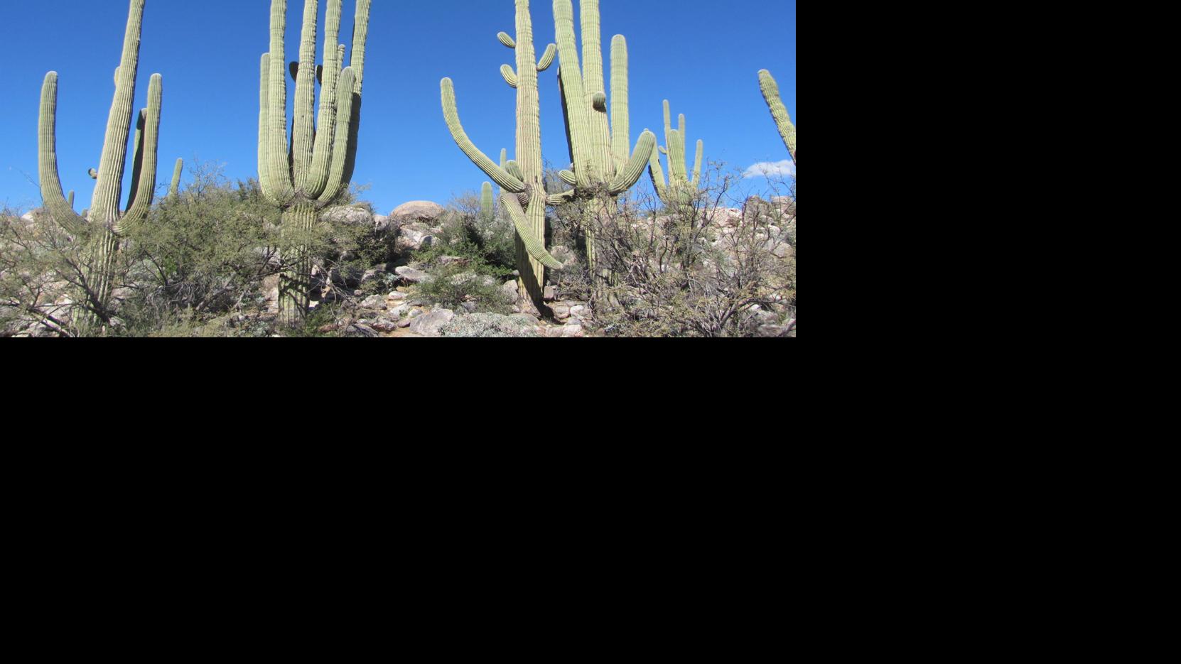 Tucson weather: Enjoy some perfect weekend weather