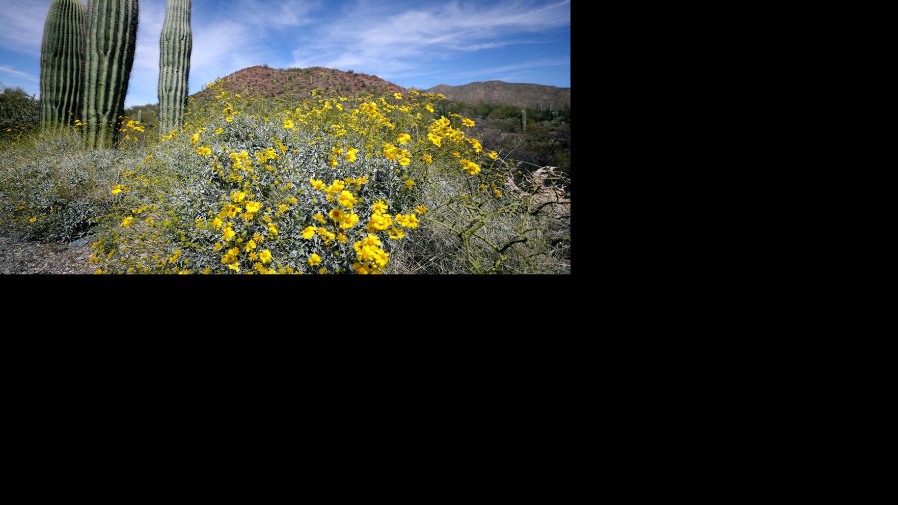 how to draw wildflowers jordan clark