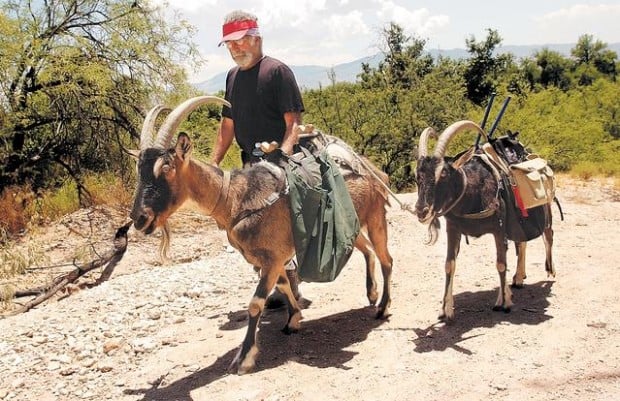 Pack goats take load off hikers