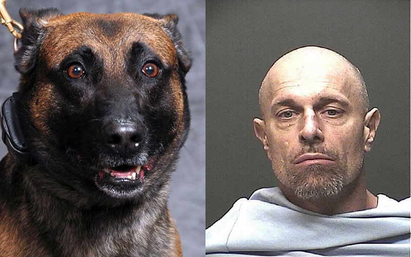 Watch: Video shows Pima County K9 tracking down suspect | Blog: Latest ...