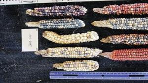 Native Seeds/SEARCH preserves crops of Southwest's heritage