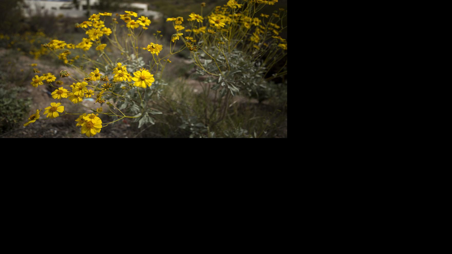 Tucson Wildflower Watch 2021: A dry fall means a so-so season | tucson ...