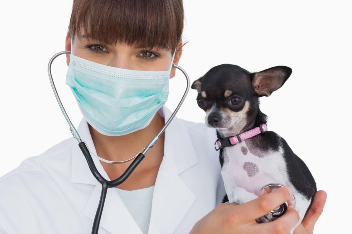 My Pet World: Visiting the vet during pandemic
