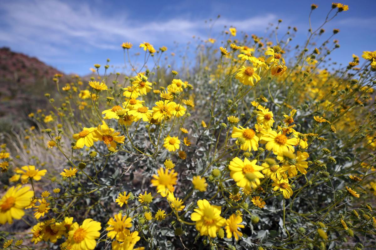 Everything you need to know about Tucson's wildflower season