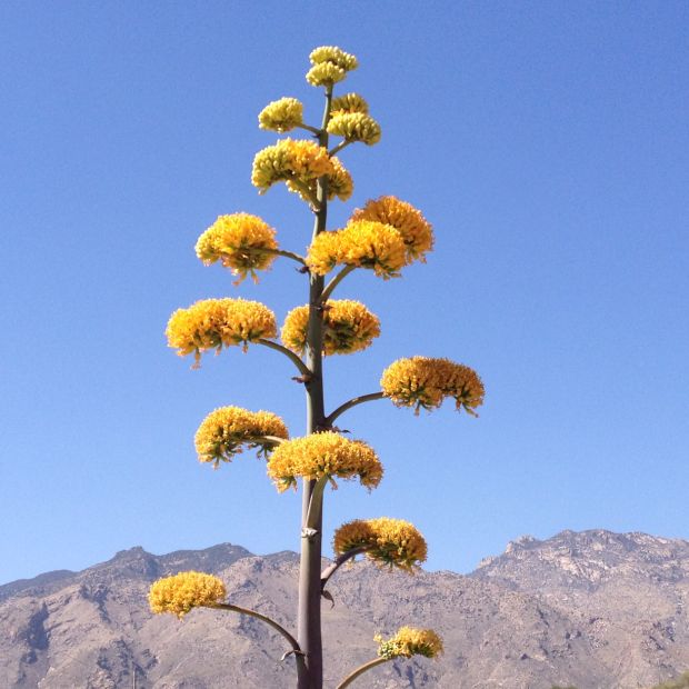 Photo of the day: Tucson's endless bloom of spring