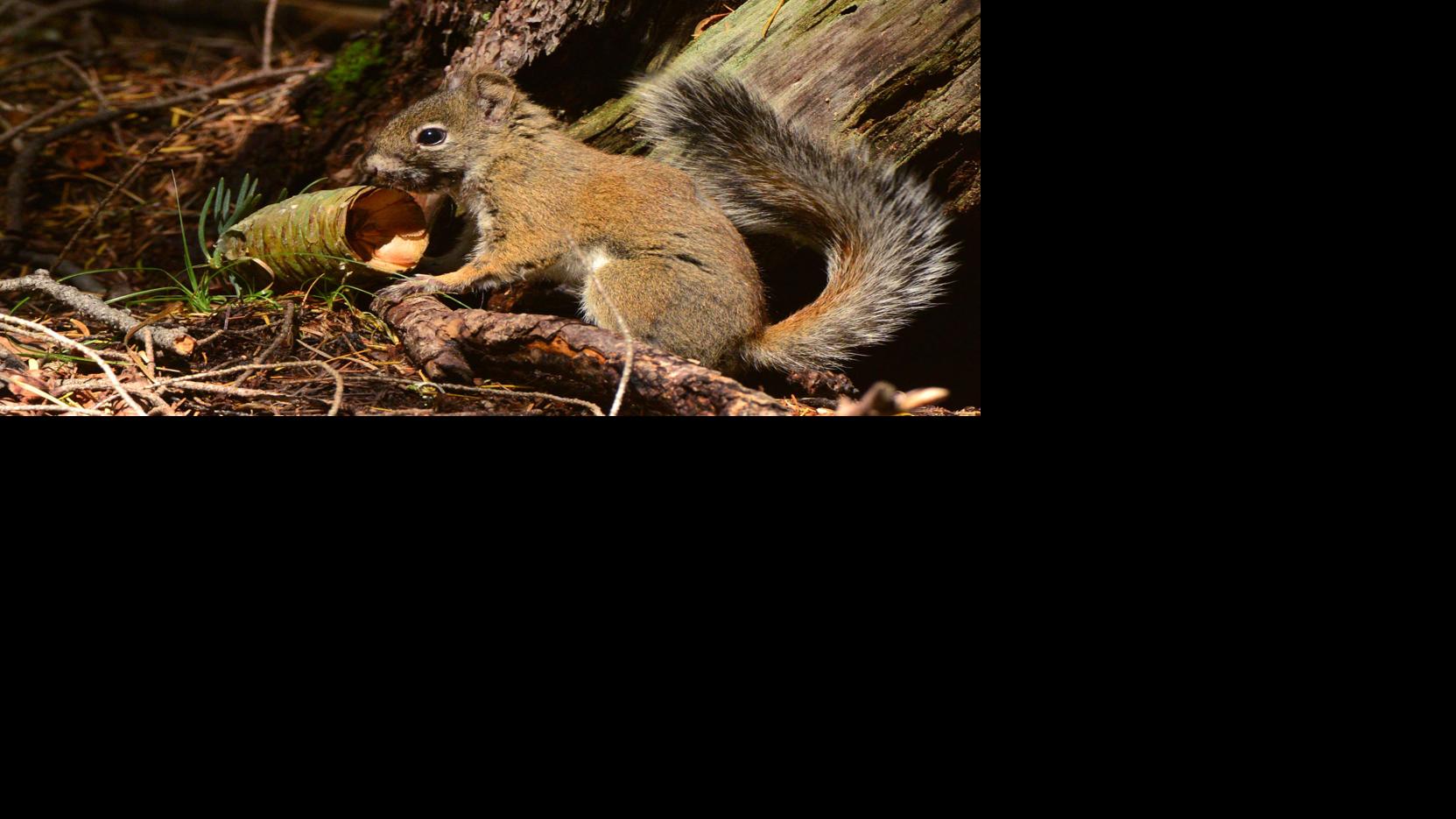 Endangered red squirrels might be unable to recover from Arizona wildfire
