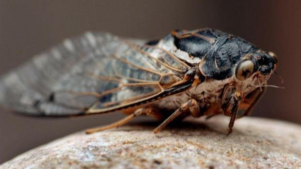 winter cicada ending