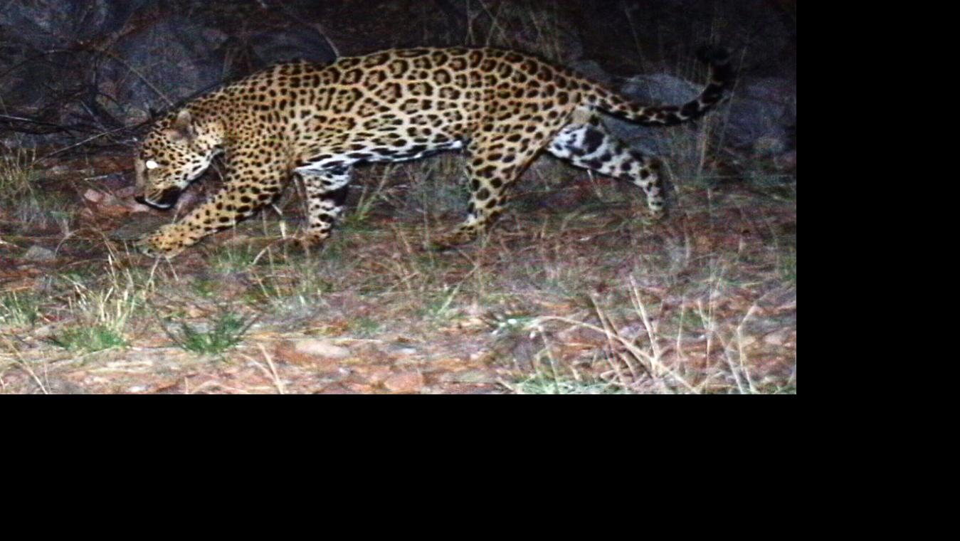 Video of Chiricahua jaguar 'Sombra' released by environmental group