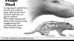 largest extinct rodent