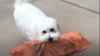 Watch: This Tucson dog brings in the Arizona Daily Star every morning