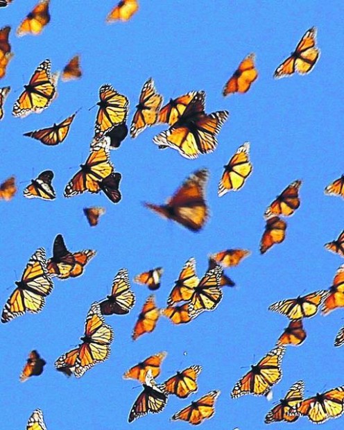 Monarch butterflies use antenna 'clock' to find Mexico | Science ...