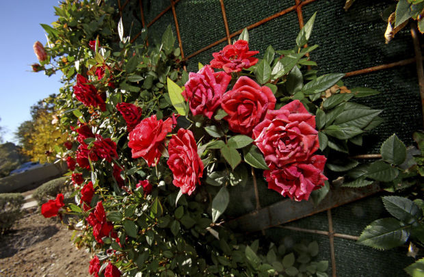 The lush art of vertical gardens