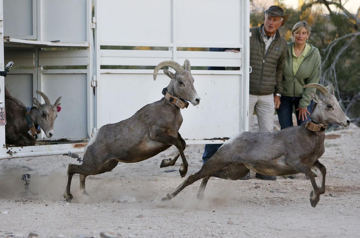 Jack Hanna helps release 14 bighorns into Catalinas