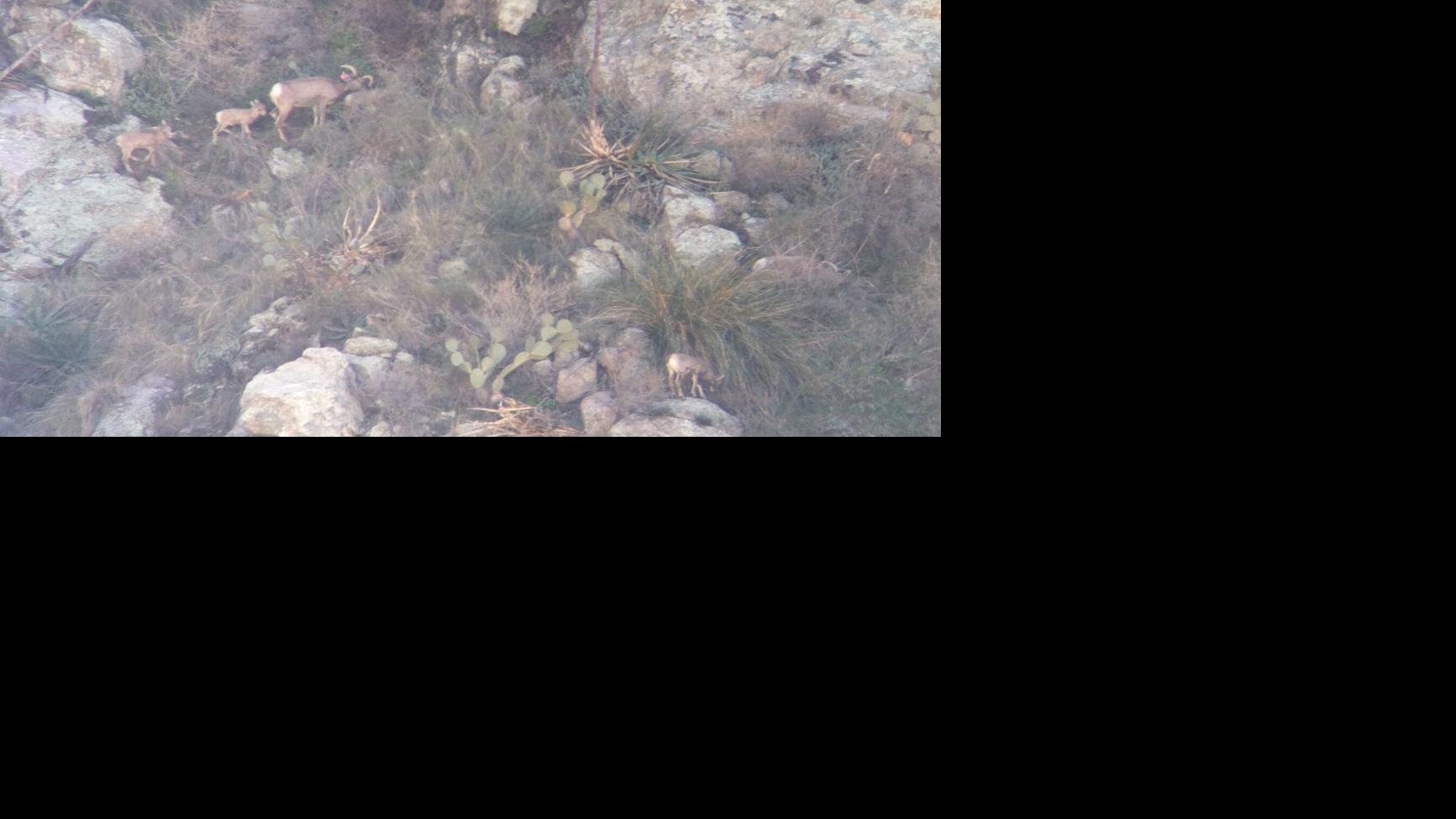 Five lambs seen in bighorn group in Catalinas