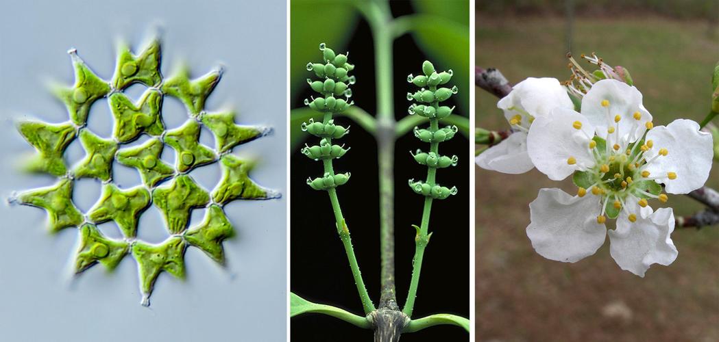 Scientists build road map for 1 billion year evolution of green plants ...