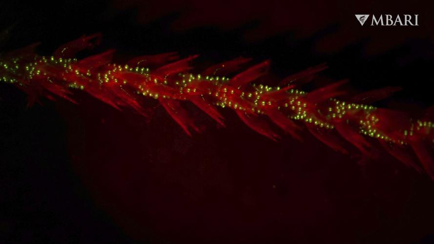First glow-in-the-dark animals may have been ancient corals