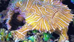 psychedelic frogfish drawing