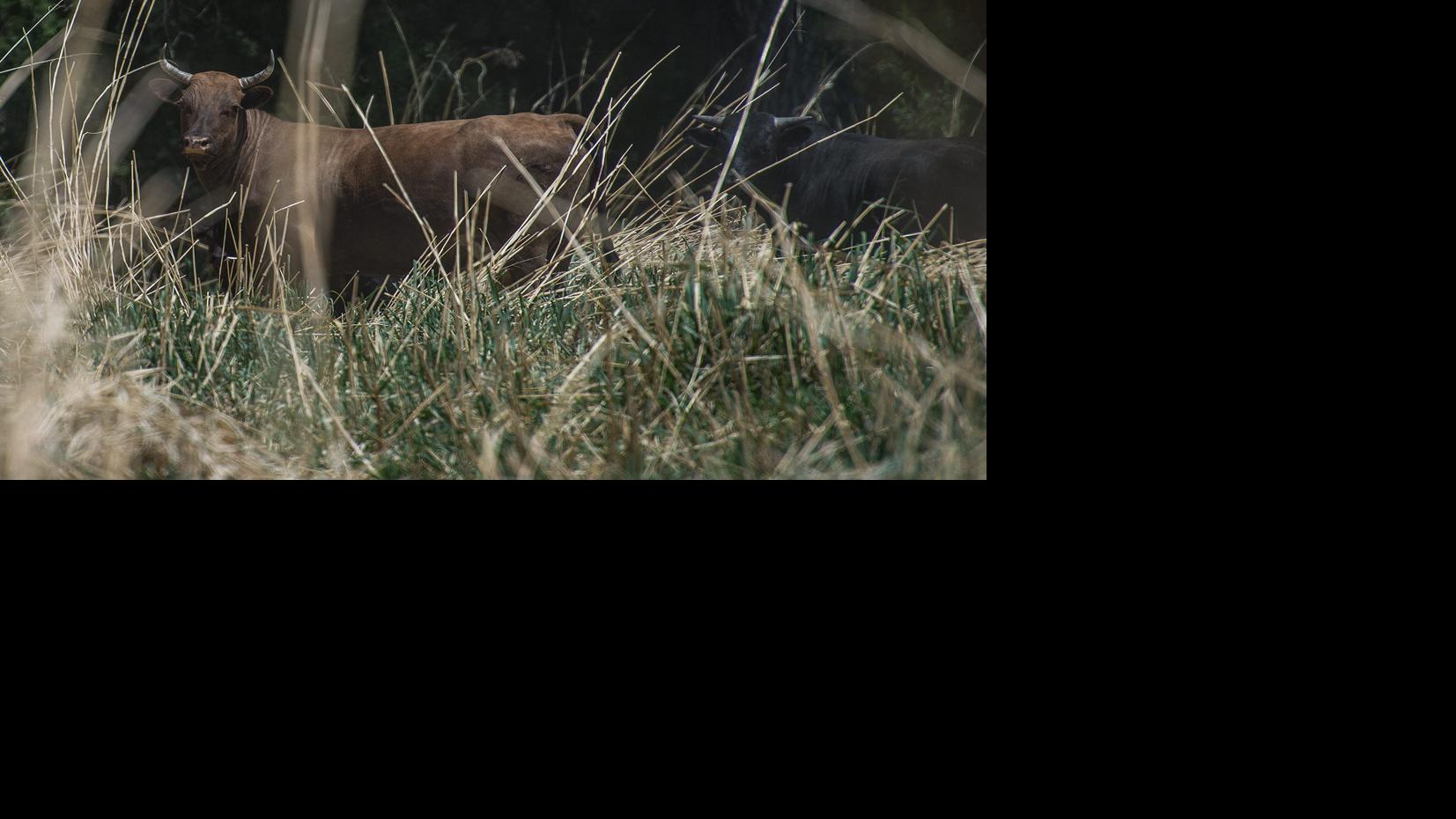 BLM extends controversial grazing leases on San Pedro River