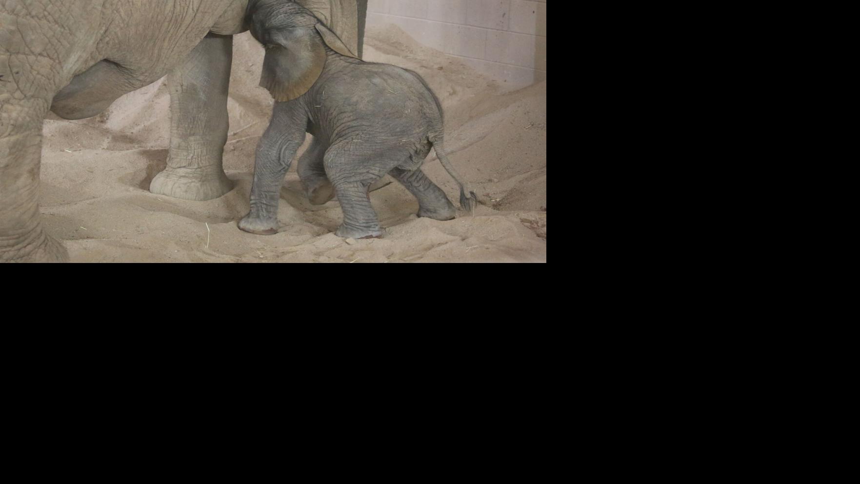 Elephant calf born at Reid Park Zoo in Tucson | tucson life | tucson.com