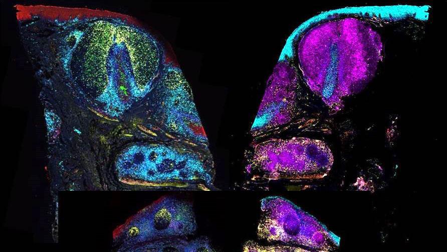 The Art of Science: Roche Tissue Diagnostics | | tucson.com