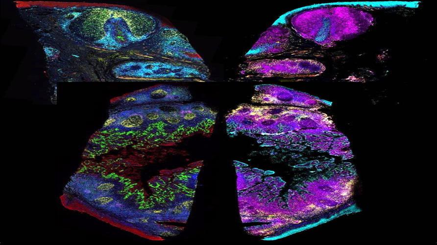 The Art of Science: Roche Tissue Diagnostics | | tucson.com