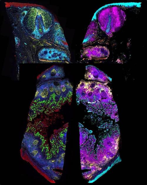 The Art of Science: Roche Tissue Diagnostics