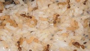Hormigas locas Se propagan por Texas, Mississippi Florida y Luisiana